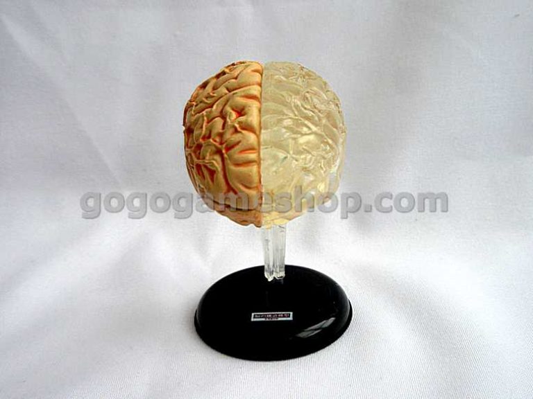 Human Anatomy Atlas Body Parts Structure Miniature Models Set of 15 ...