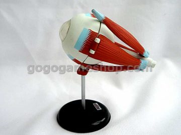 Human Anatomy Atlas Body Parts Structure Miniature Models Set of 15 ...