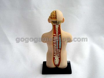 Human Anatomy Atlas Body Parts Structure Miniature Models Set of 15 ...